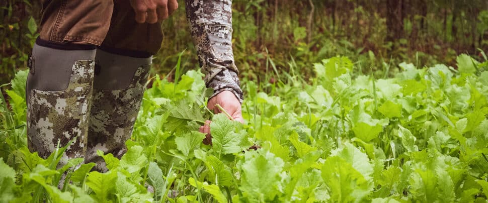 How To Start a Food Plot